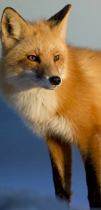 Majestic Fox Mobile Wallpaper - free download