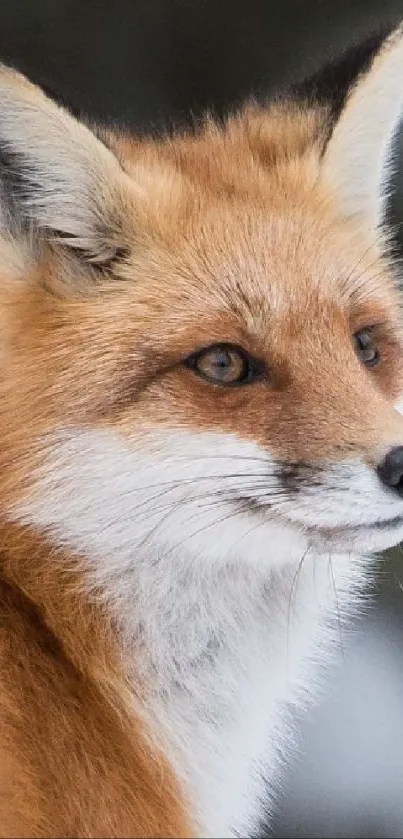 Majestic Red Fox Wallpaper - free download