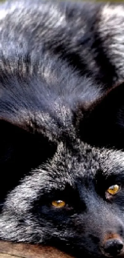 Majestic Silver Fox Wallpaper - free download