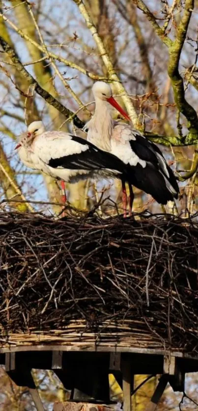 Majestic Storks in Nature - free download