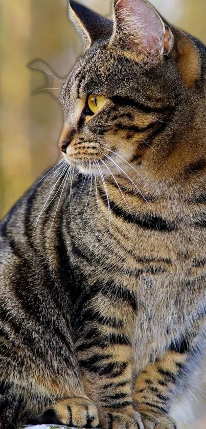 Majestic Tabby Cat Side Profile - free download