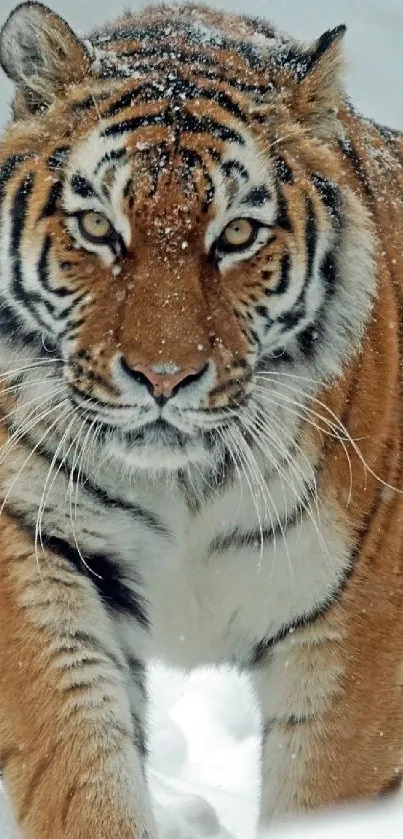 Majestic Tiger in Snow Wallpaper - free download