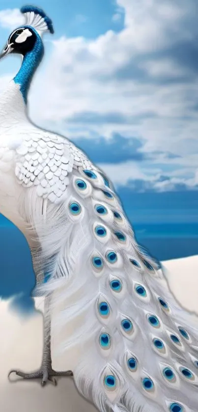Majestic White Peacock Wallpaper - free download