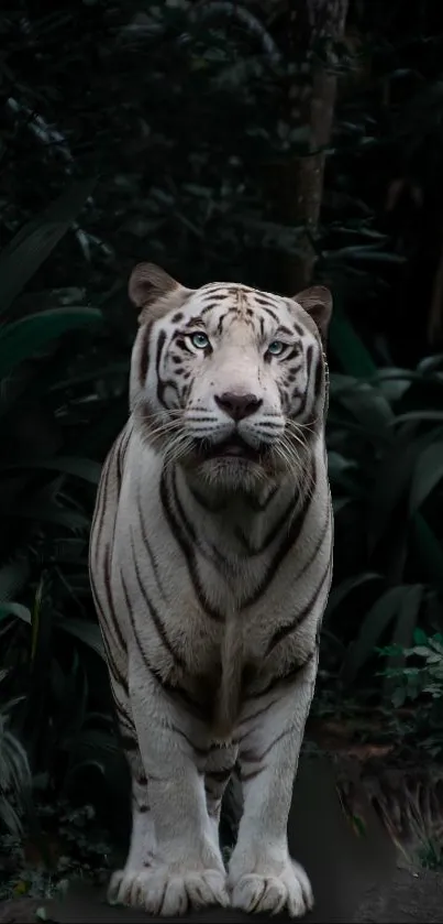 Majestic White Tiger Wallpaper - free download