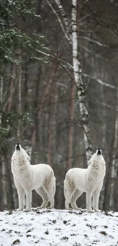 Majestic White Wolves Wallpaper - free download