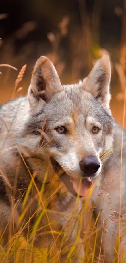 Majestic Wolf in Golden Field - free download