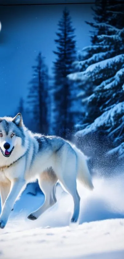 Majestic Wolf in Winter Night - free download
