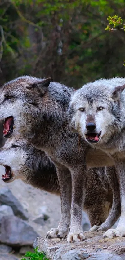 Majestic Wolves in Forest Scene - free download