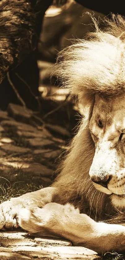 lion Live Wallpaper - free download
