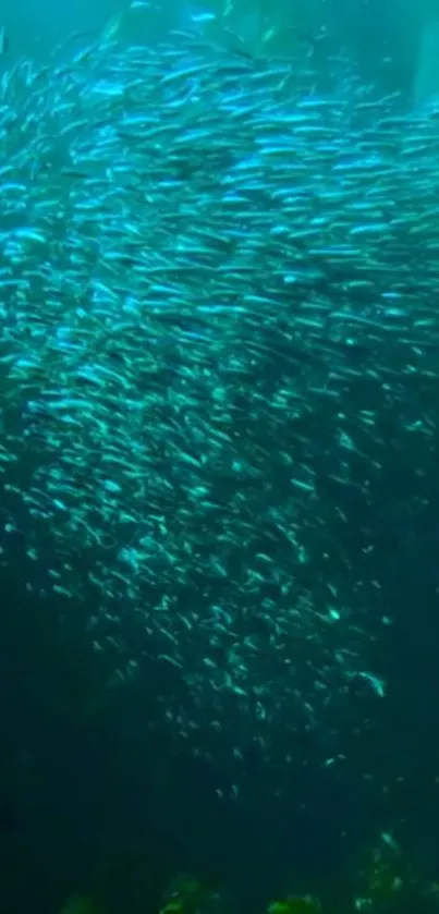 Mesmerizing Ocean Fish Swarm - free download
