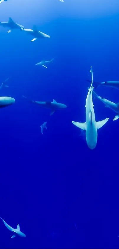 Mesmerizing Ocean Shark Scene - free download