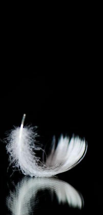 Minimal Feather on Black - free download