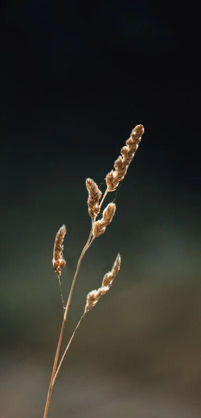 Minimalist Nature Grass Wallpaper - free download