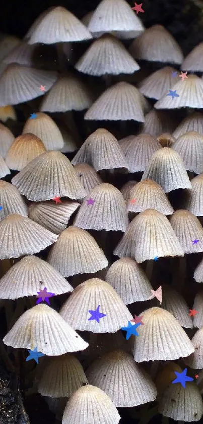 Mushroom Cluster Nature Wallpaper - free download