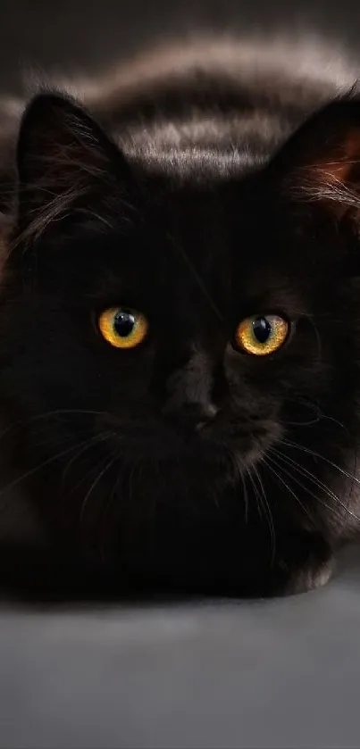 Mysterious Black Cat Wallpaper - free download