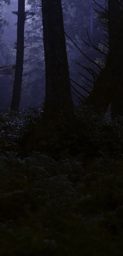 Mysterious Forest Nightscape - free download