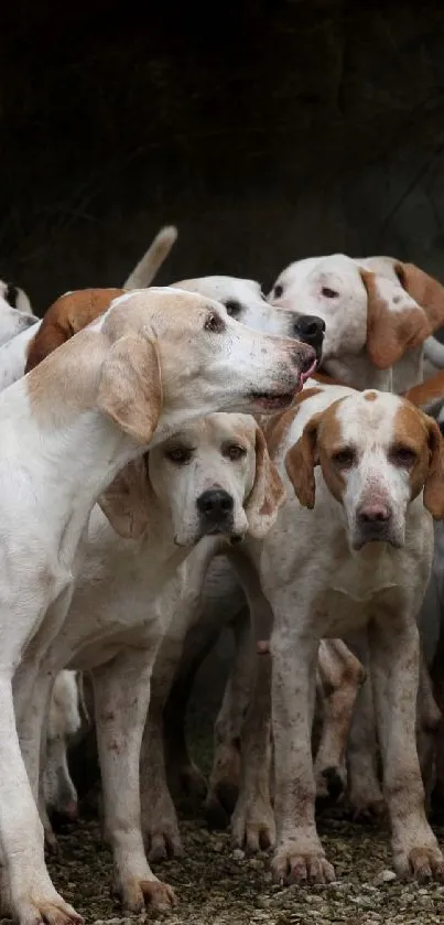 Pack of Hounds in Nature - free download