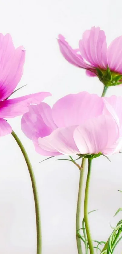 Pastel Flower Mobile Wallpaper - free download