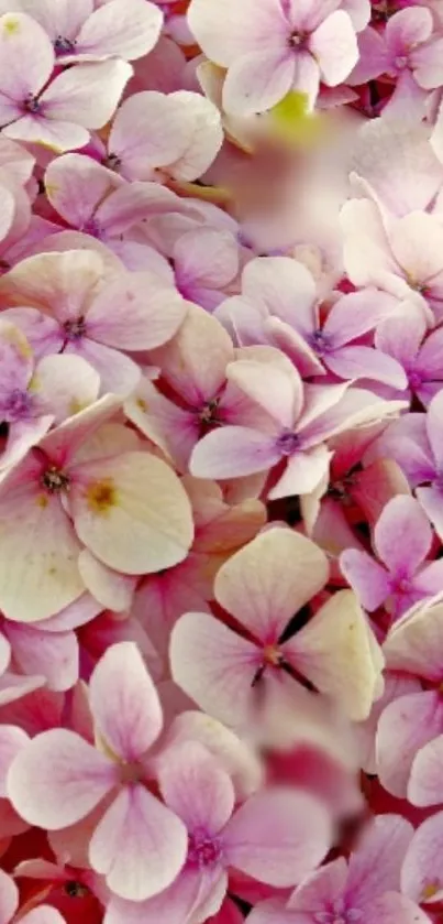 Pastel Pink Hydrangea Blooms - free download