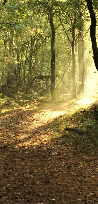 Peaceful Forest Path Wallpaper - free download