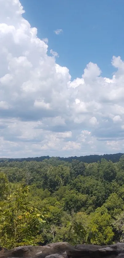 Peaceful Forest Sky View - free download