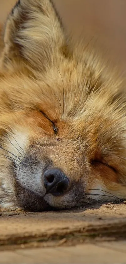 Peaceful Sleeping Fox Wallpaper - free download