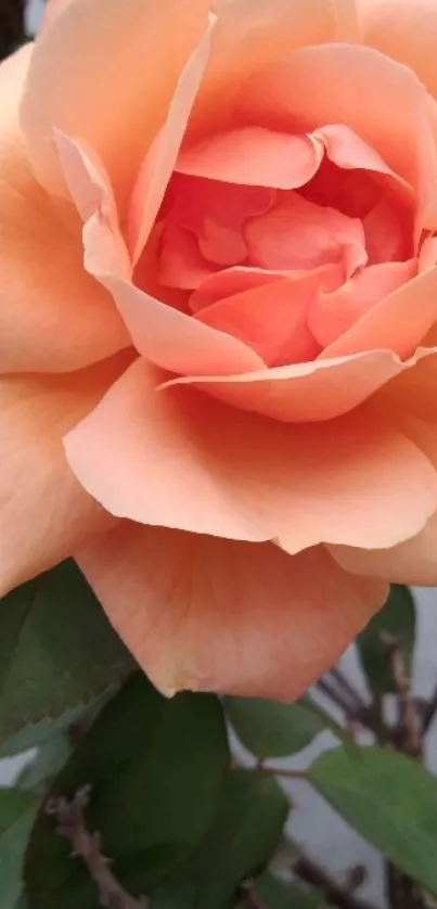 Peach Rose Mobile Wallpaper - free download