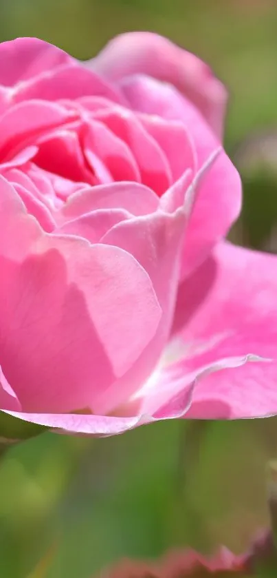 Pink Rose Bloom Wallpaper - free download