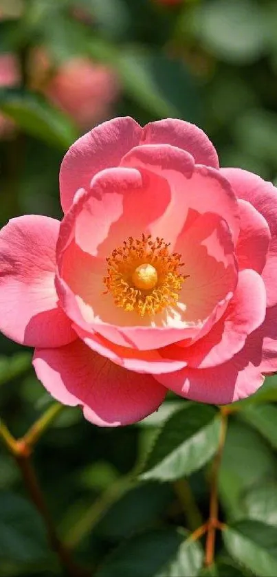 Pink Rose Garden Wallpaper - free download