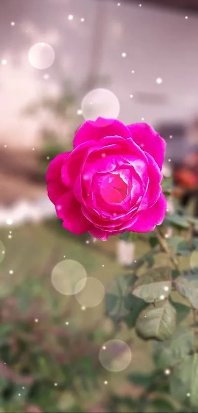 Pink Rose Mobile Wallpaper - free download