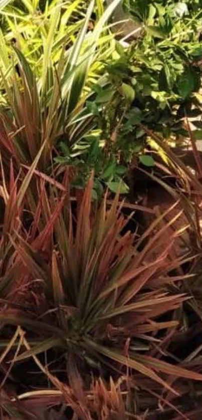 Plant Grass Landscape Live Wallpaper - free download