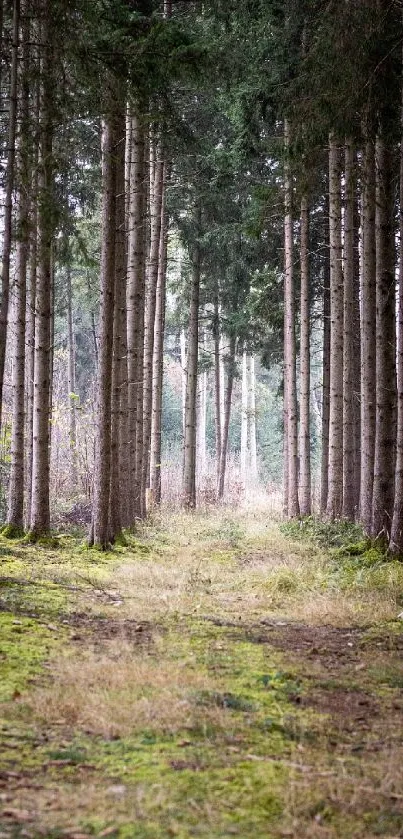 Plant Natural Landscape Terrestrial Plant Live Wallpaper