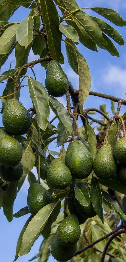avo Live Wallpaper - free download