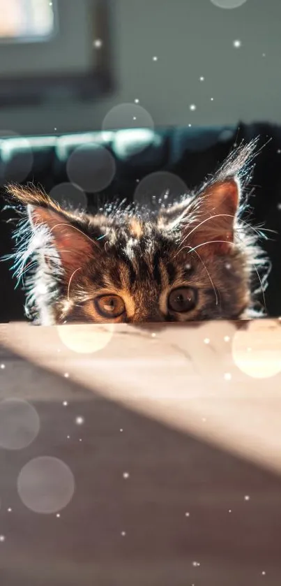 Playful Cat Behind Table - free download