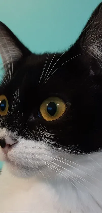 Playful Cat on Teal Background - free download