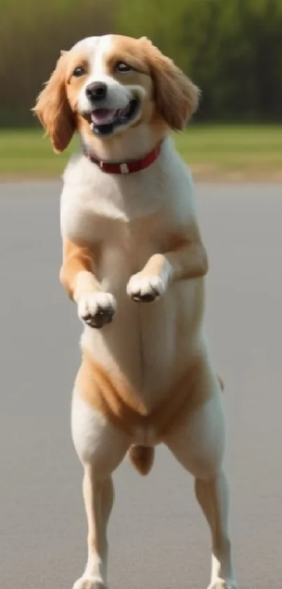 Playful Dog Standing Tall - free download