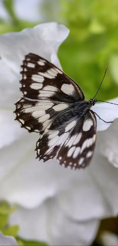 jdhsjs Live Wallpaper - free download