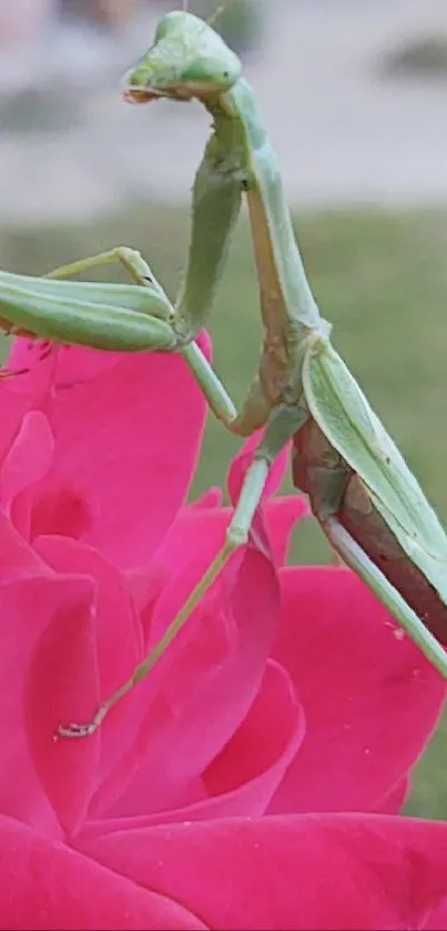 Praying Mantis on Red Rose - free download