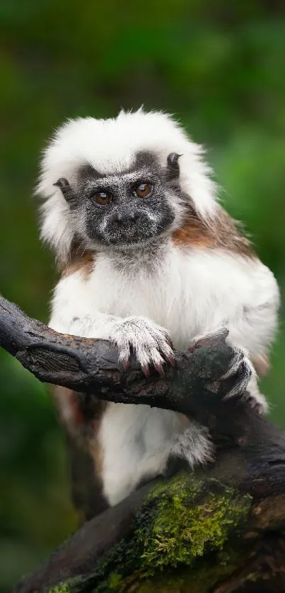 cheeky Live Wallpaper - free download