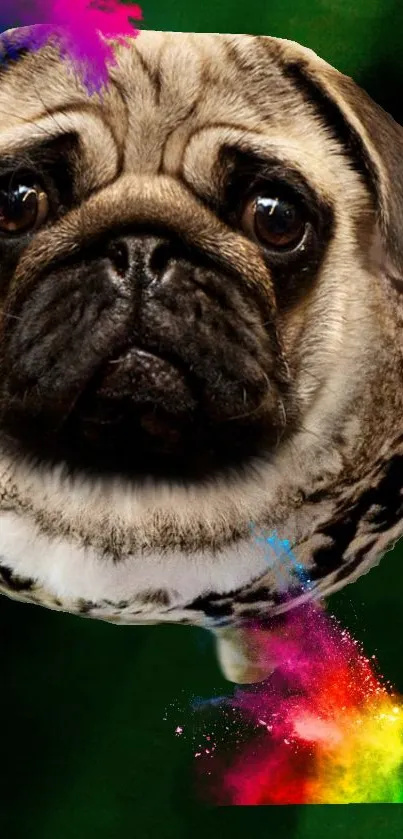 funny dog Live Wallpaper - free download