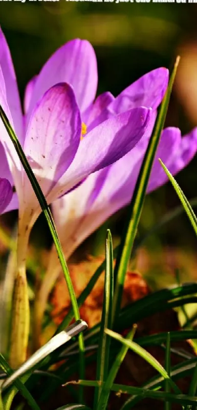 Purple Crocus Blossom Wallpaper - free download