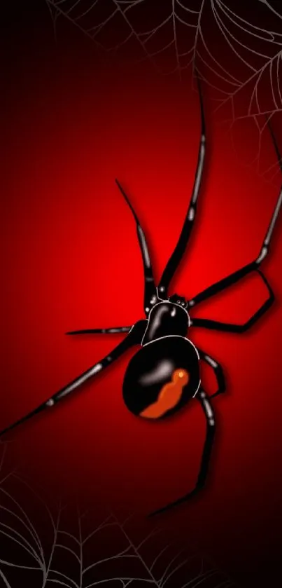 Red and Black Spider Wallpaper - free download