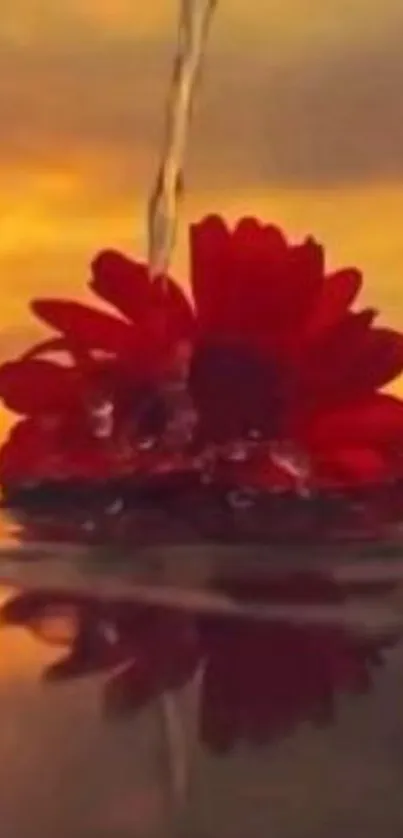 Red Flower in Sunset Water - free download
