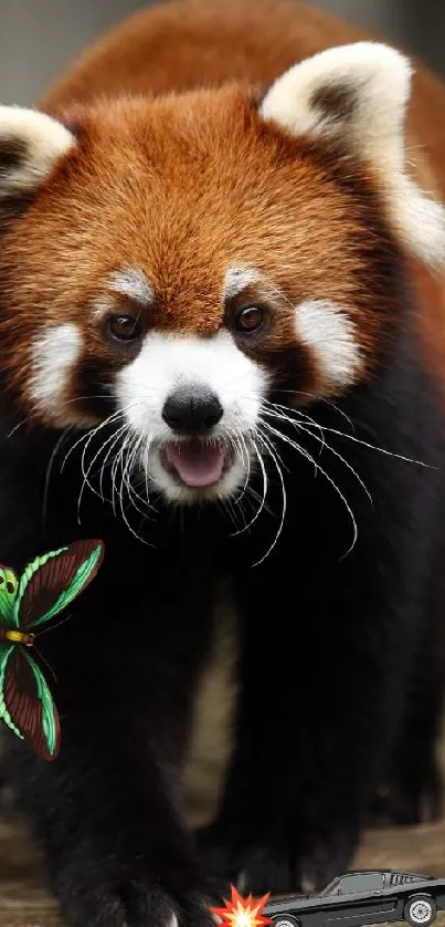 Red Panda Adventure Wallpaper Free Download 