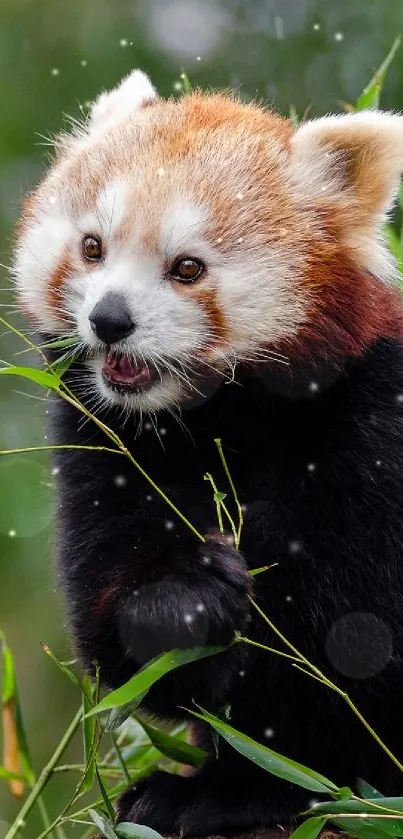 Red Panda Nature Wallpaper - free download