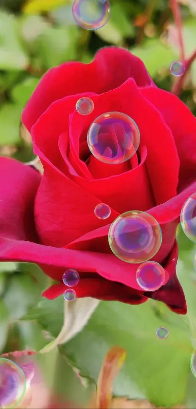 Red Rose with Bubbles Wallpaper - free download