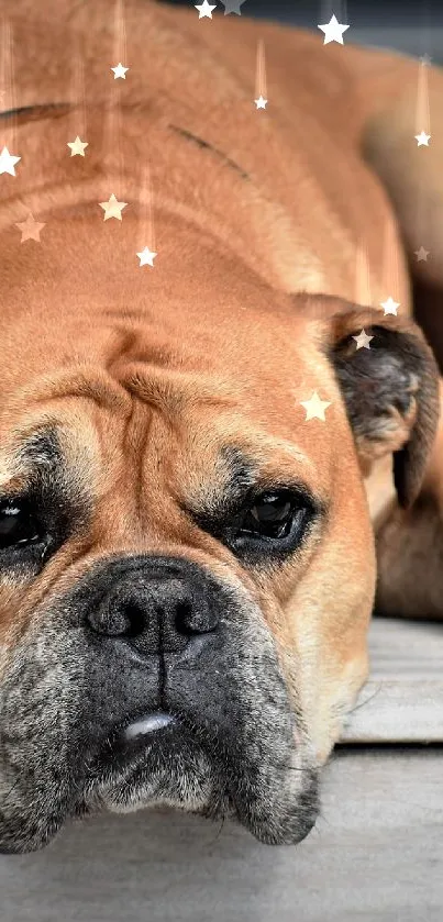 Relaxed Bulldog Mobile Wallpaper - free download