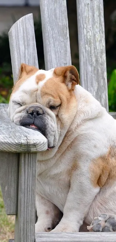Relaxed Bulldog on Wooden Chair - free download
