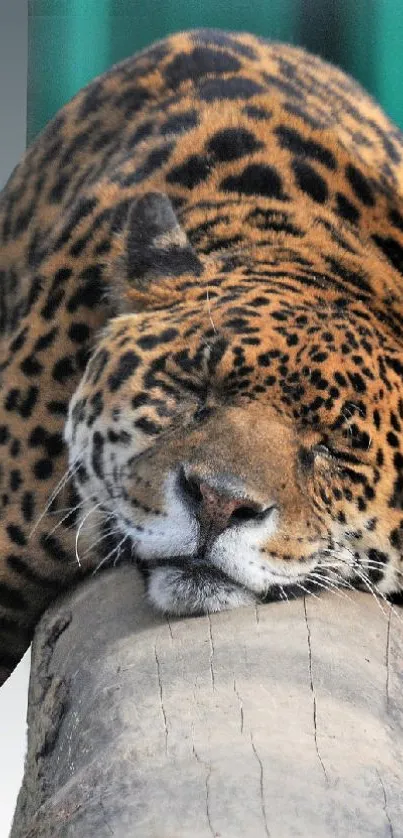 Relaxed Leopard on Log - free download