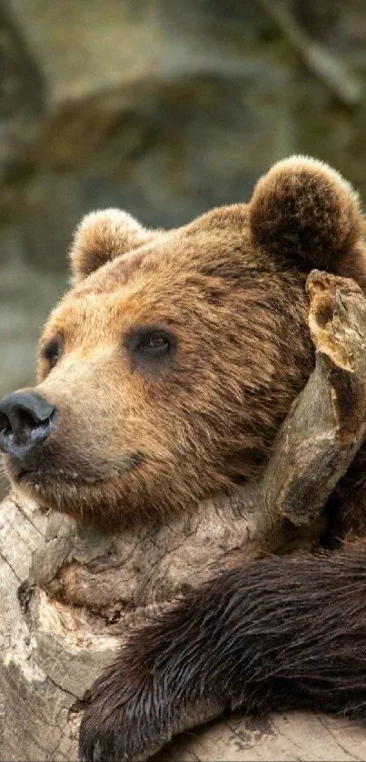 Brown Bear on Log Wallpaper - free download